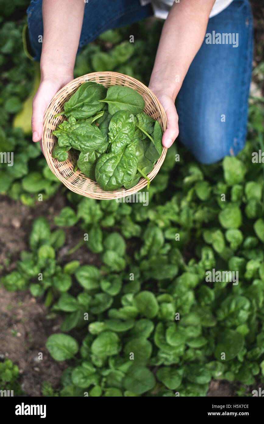 Bio spinach farm field hi-res stock photography and images - Alamy