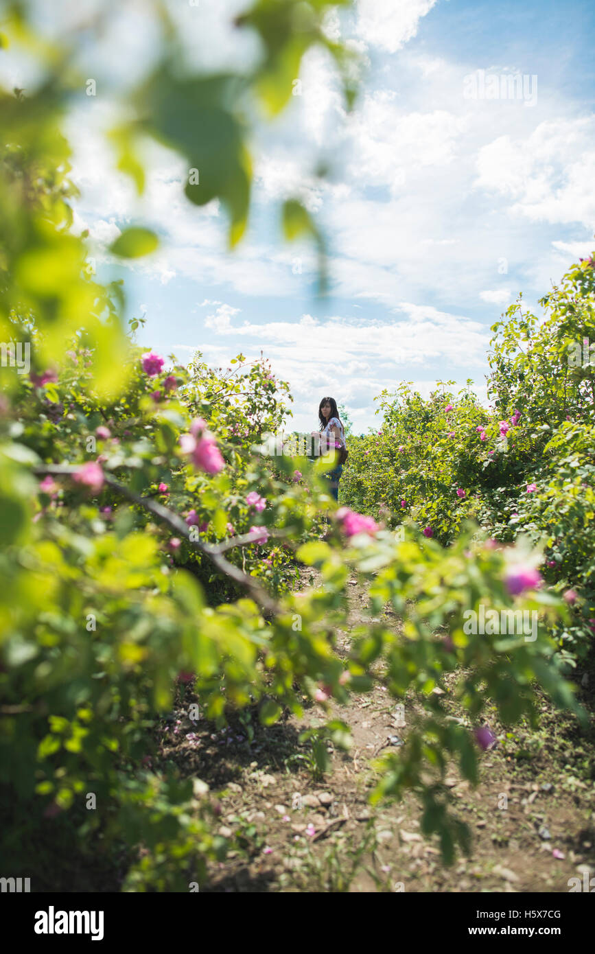 Woman picking color of oilseed roses. Harvest roses Stock Photo - Alamy
