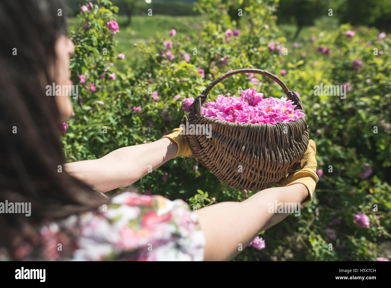 Woman picking color of oilseed roses. Harvest roses Stock Photo - Alamy