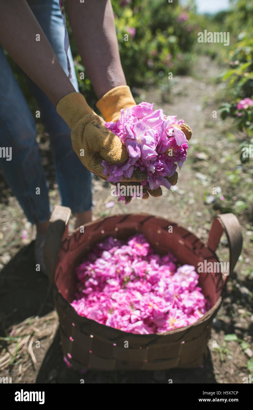 Woman picking color of oilseed roses. Harvest roses Stock Photo - Alamy