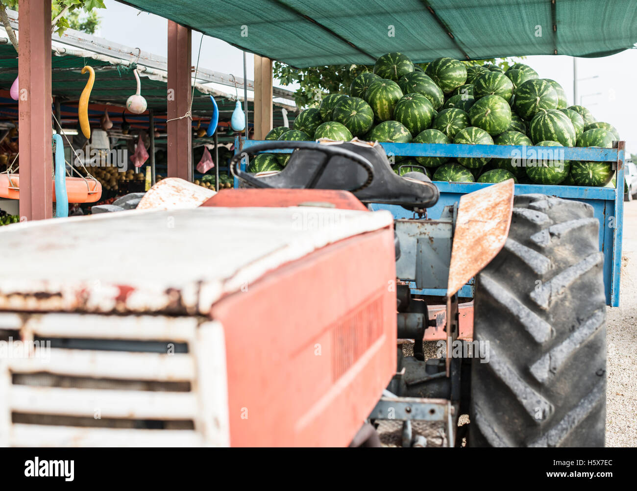 Watermelons in the trailer of a tractor Stock Photo - Alamy