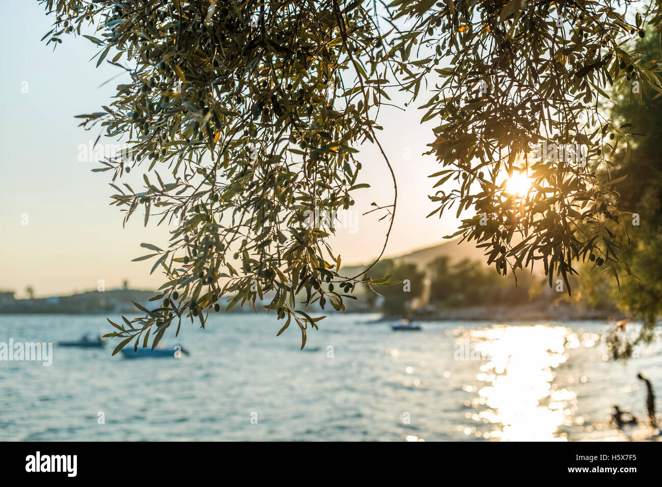 Olive trees, sea and sunset Stock Photo - Alamy