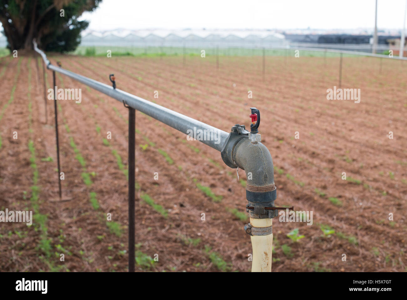 Agriculture watering tubes on the field Stock Photo - Alamy