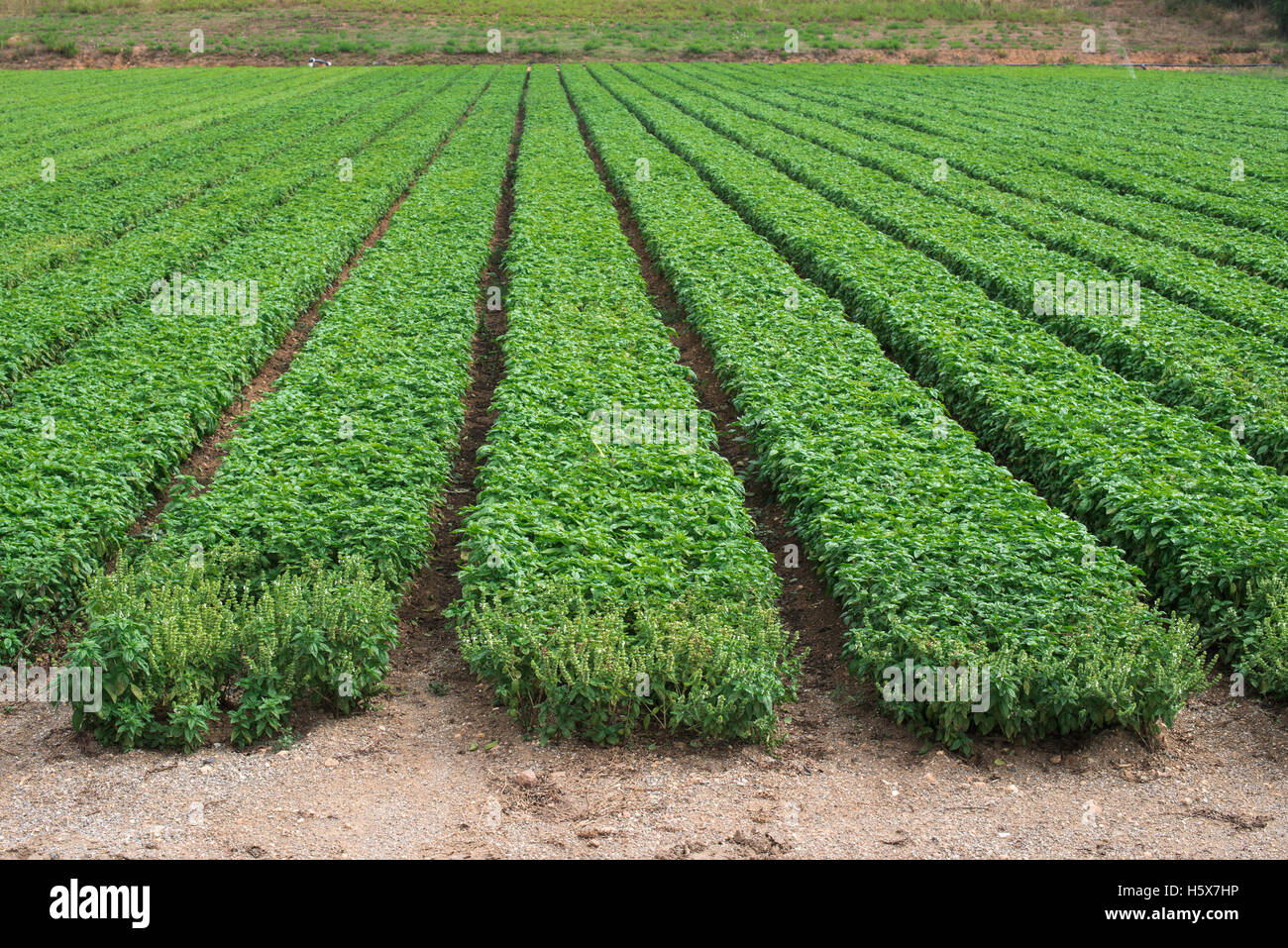 Field planted hi-res stock photography and images - Alamy