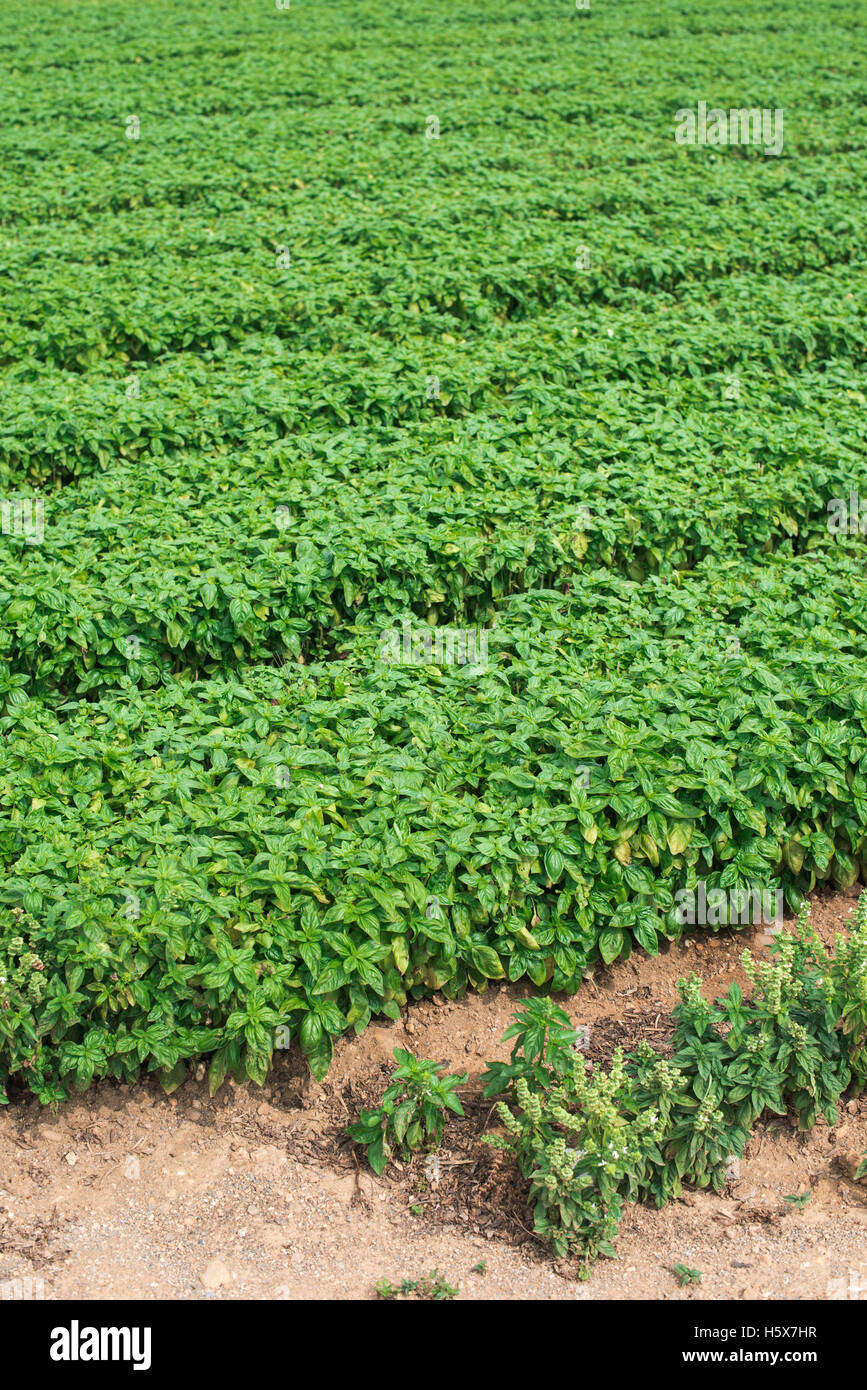 Basil field hi-res stock photography and images - Alamy