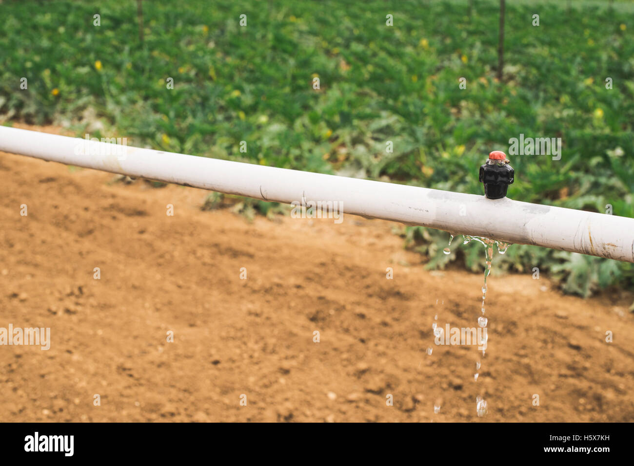 Watering zucchini. Agriculture field Stock Photo - Alamy