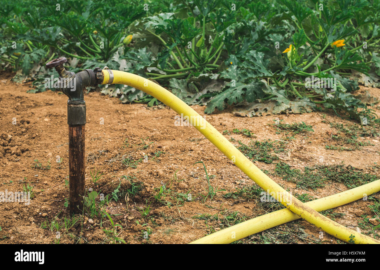 Watering zucchini. Agriculture field Stock Photo - Alamy