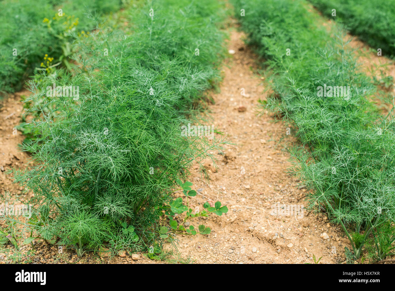 Dill grass hi-res stock photography and images - Alamy