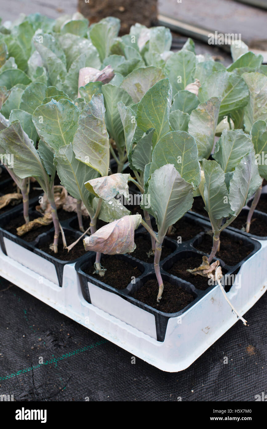 Cabbage seedlings in pots Stock Photo - Alamy