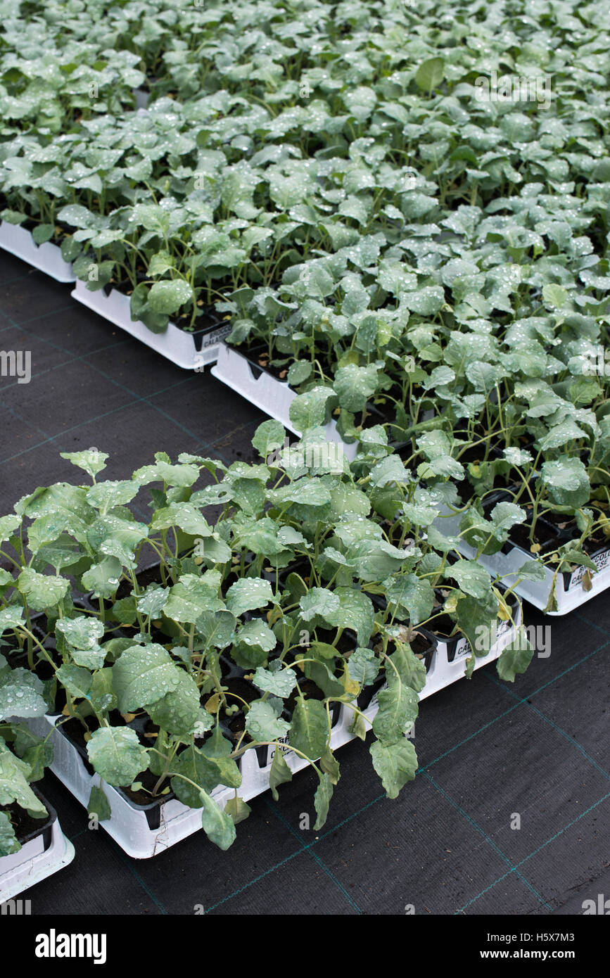 Cabbage seedlings in pots Stock Photo - Alamy