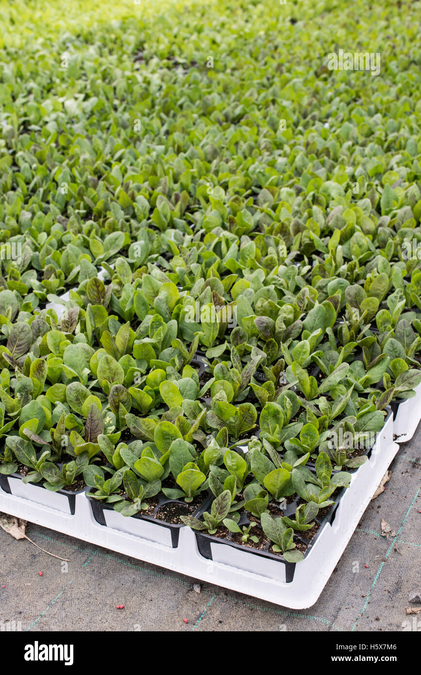 Growing chicory hi-res stock photography and images - Alamy