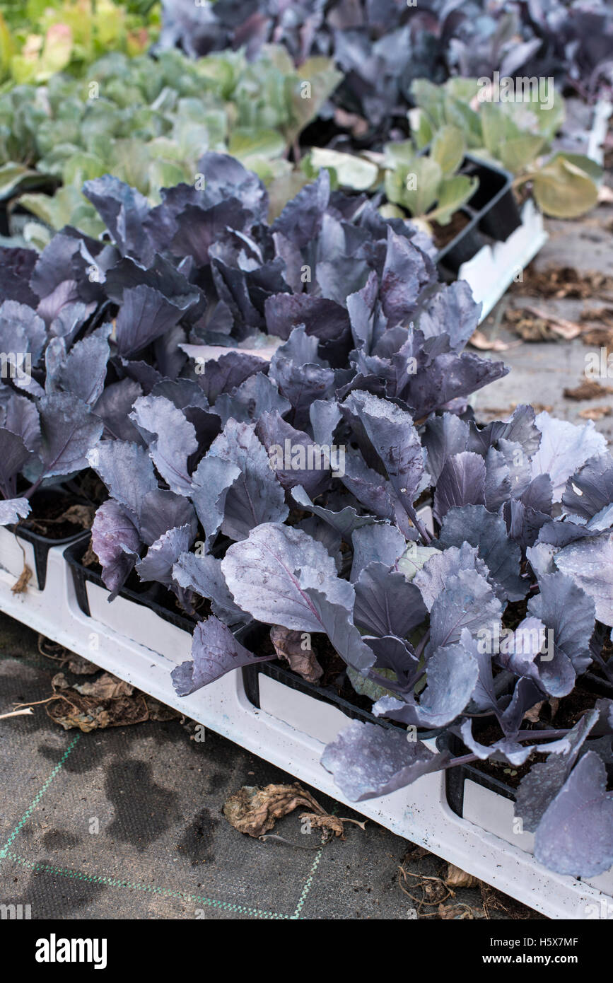 Cabbage seedlings in pots Stock Photo - Alamy