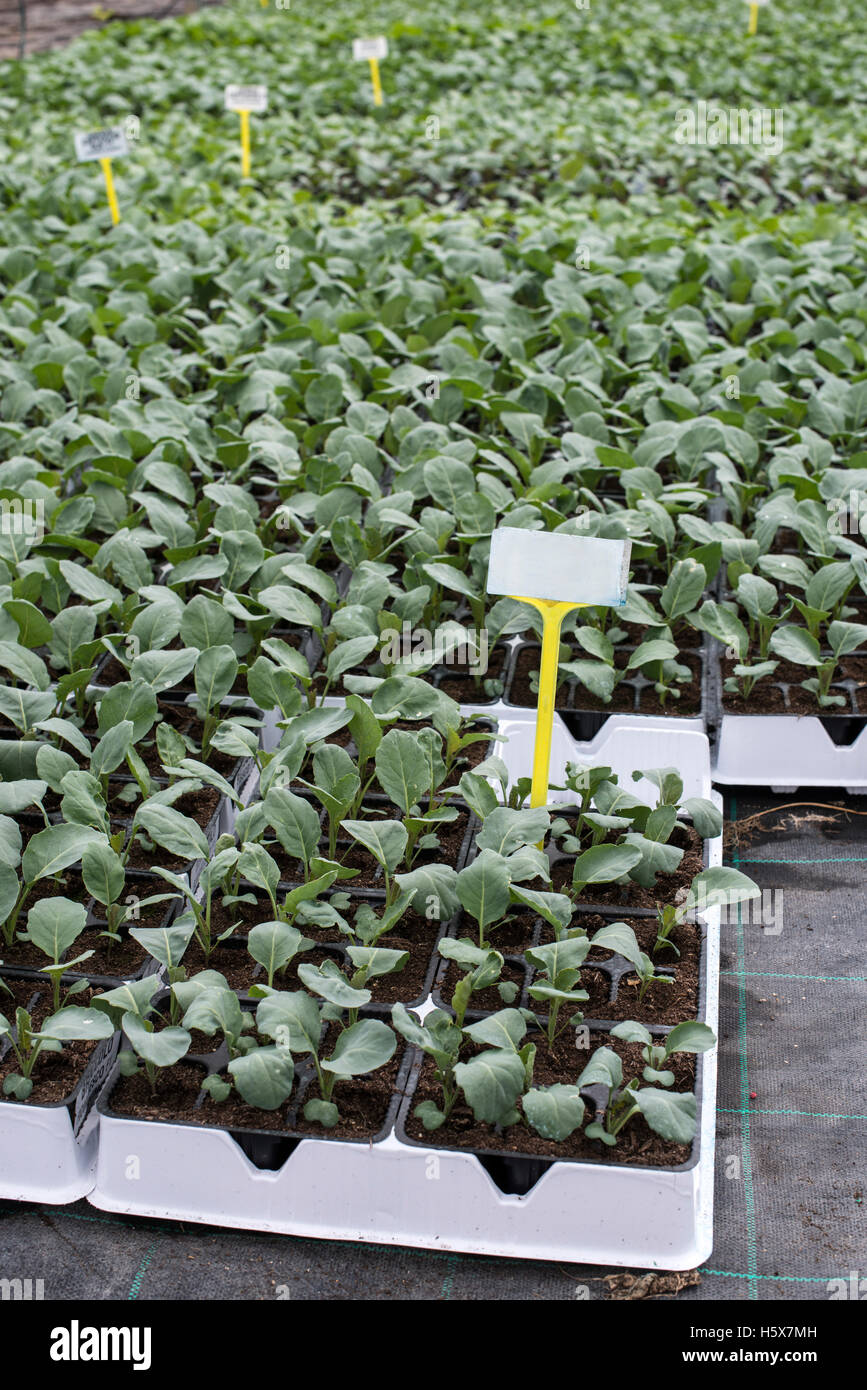 Young broccoli plant growing in hi-res stock photography and images - Alamy