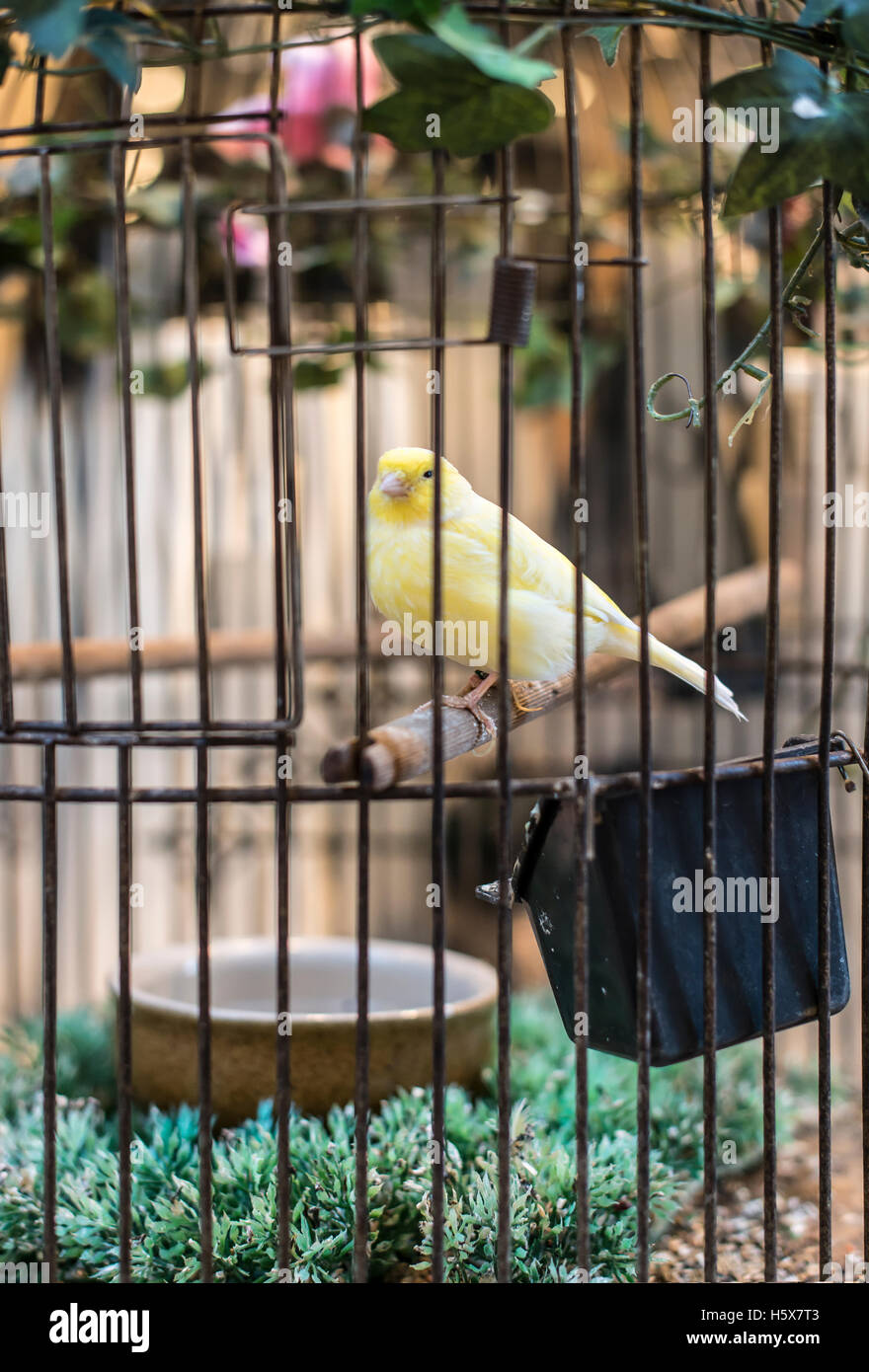 Decoration yellow cage hi-res stock photography and images - Alamy
