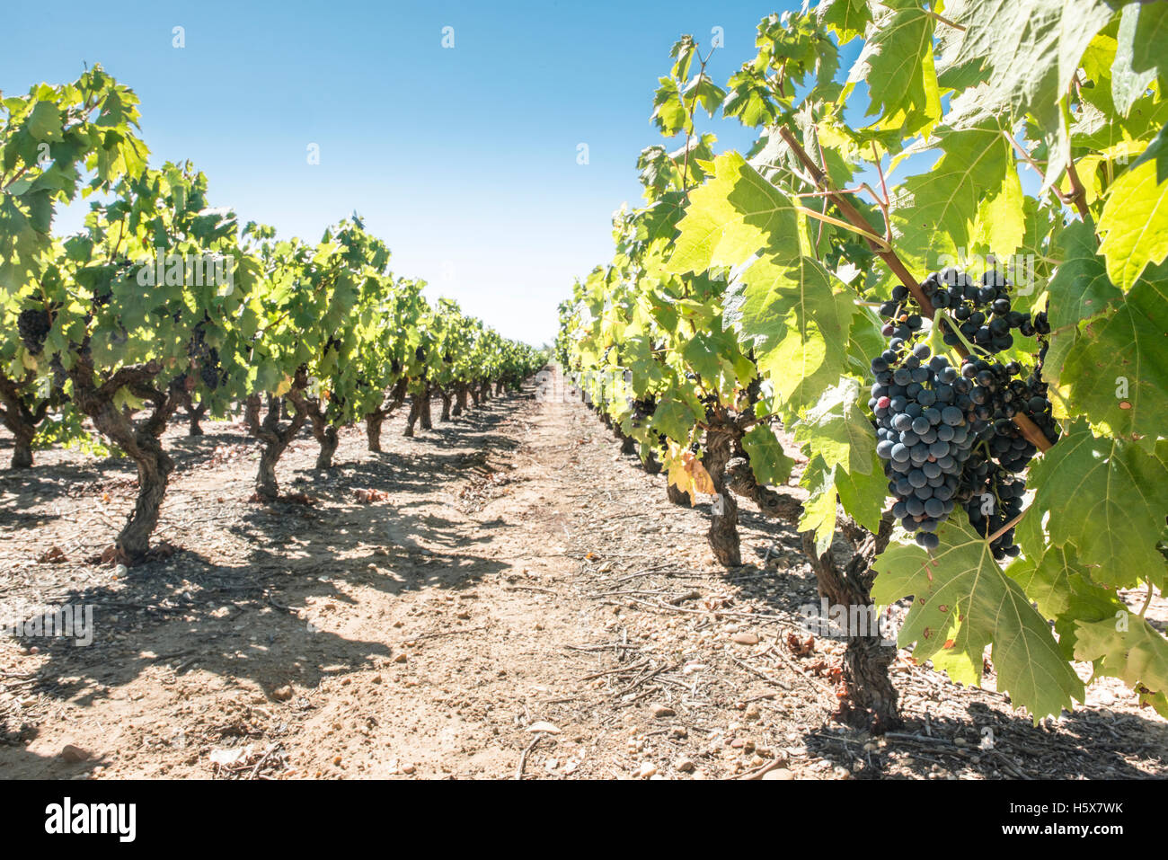 Red wine grapes. Vineyards Stock Photo - Alamy