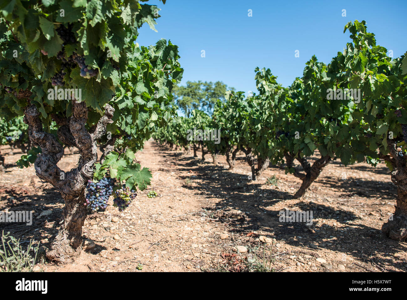 Red wine grapes. Vineyards Stock Photo - Alamy