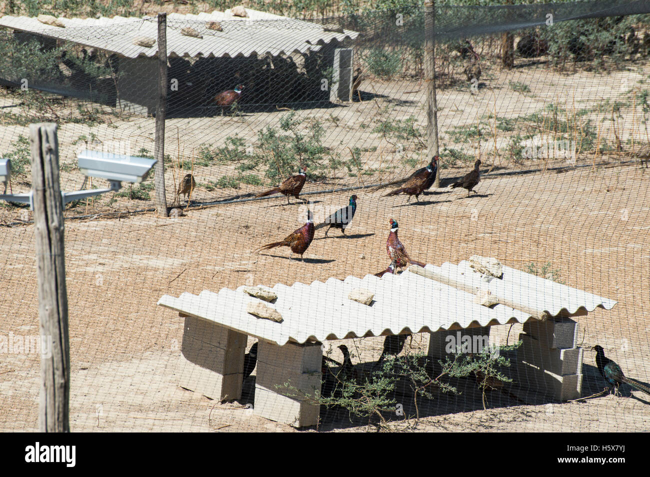Farm for breeding pheasants Stock Photo - Alamy