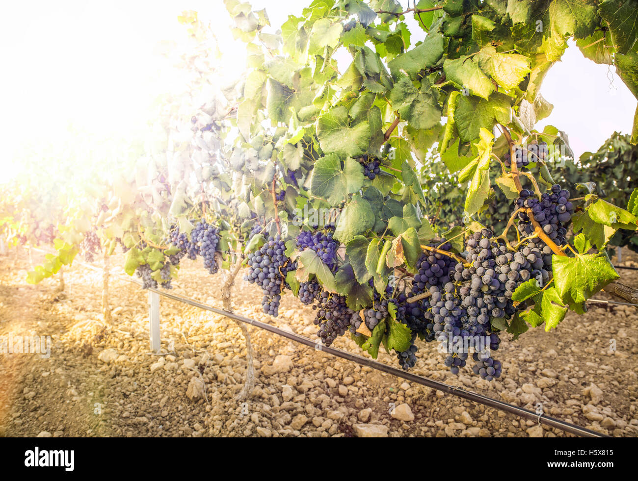 Vineyards on sunset. Yellow red sun rays. Backlight sun Stock Photo - Alamy