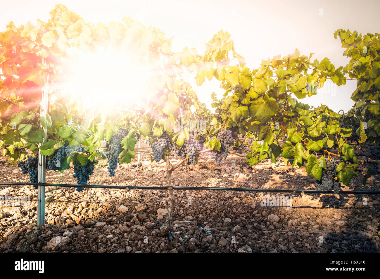 Vineyards on sunset. Yellow red sun rays. Backlight sun Stock Photo - Alamy