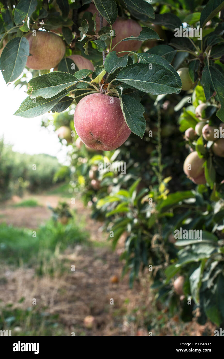 Red apples tree in the orchard Stock Photo - Alamy