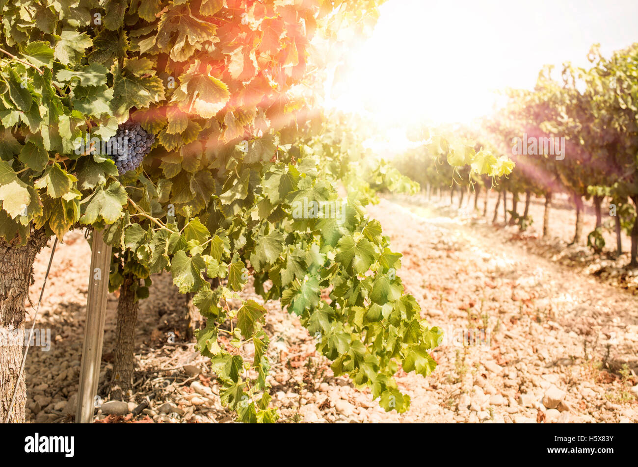 Red sun rays hi-res stock photography and images - Alamy