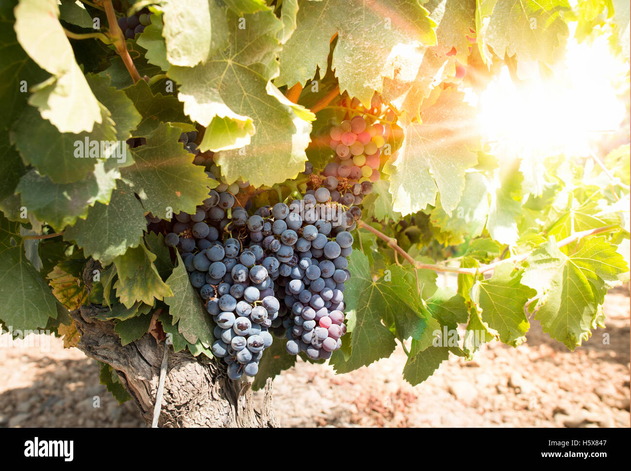 Vineyards on sunset. Yellow red sun rays. Backlight sun Stock Photo - Alamy