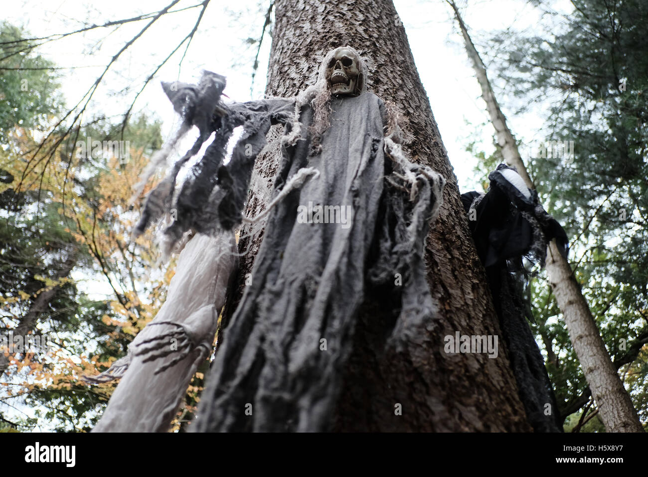 Scary Halloween skeleton draped in rags on a tree in a wood Stock Photo ...