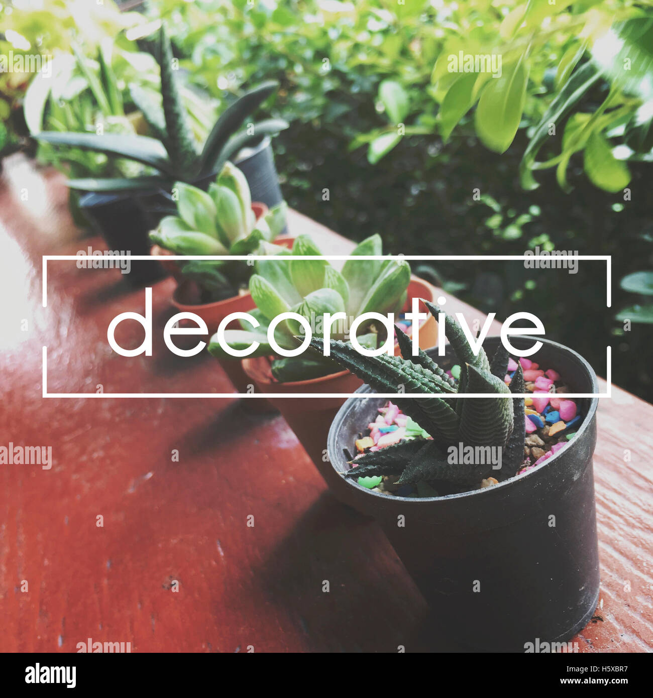 Summer plant collection hi-res stock photography and images - Alamy