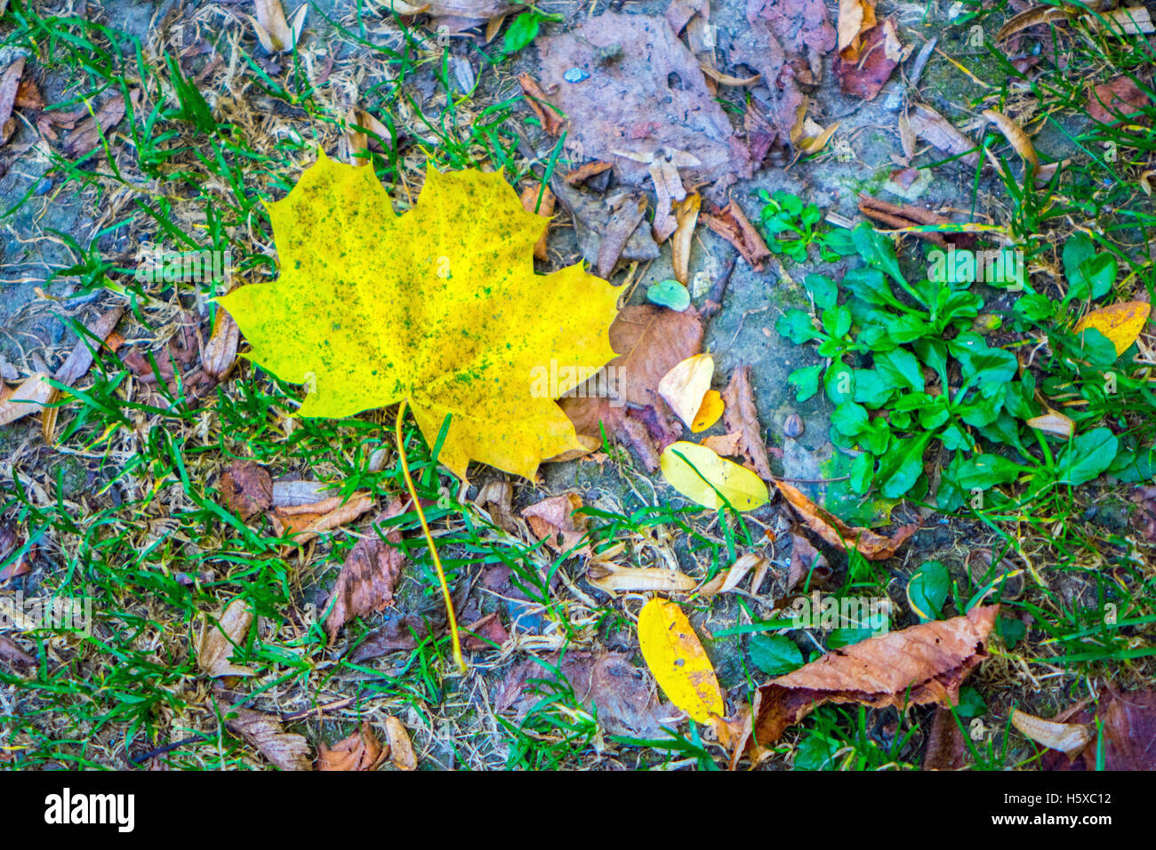 Yellow sycamore leaf on ground, signs of autumn Stock Photo - Alamy