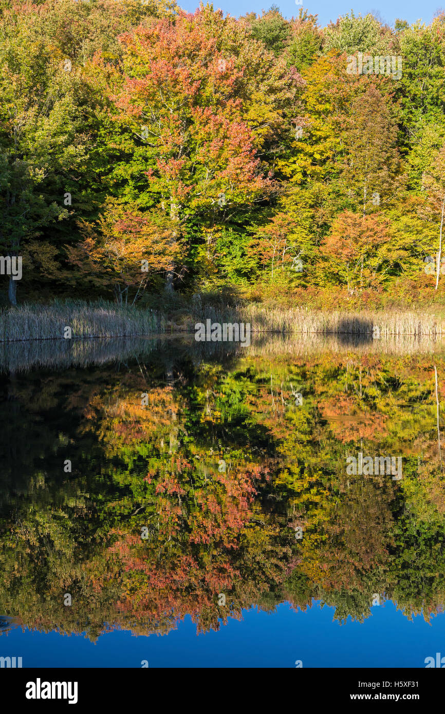 Colorful Autumn trees reflected in calm Snake Pond on the Shaverton ...