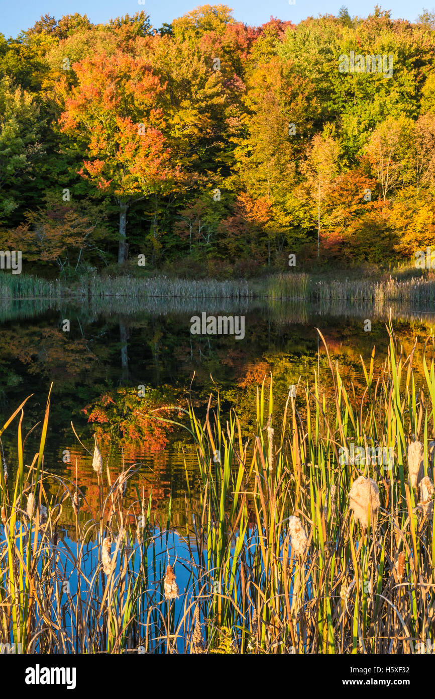 Colorful Autumn trees reflected on Cattail lined Snake Pond on the ...