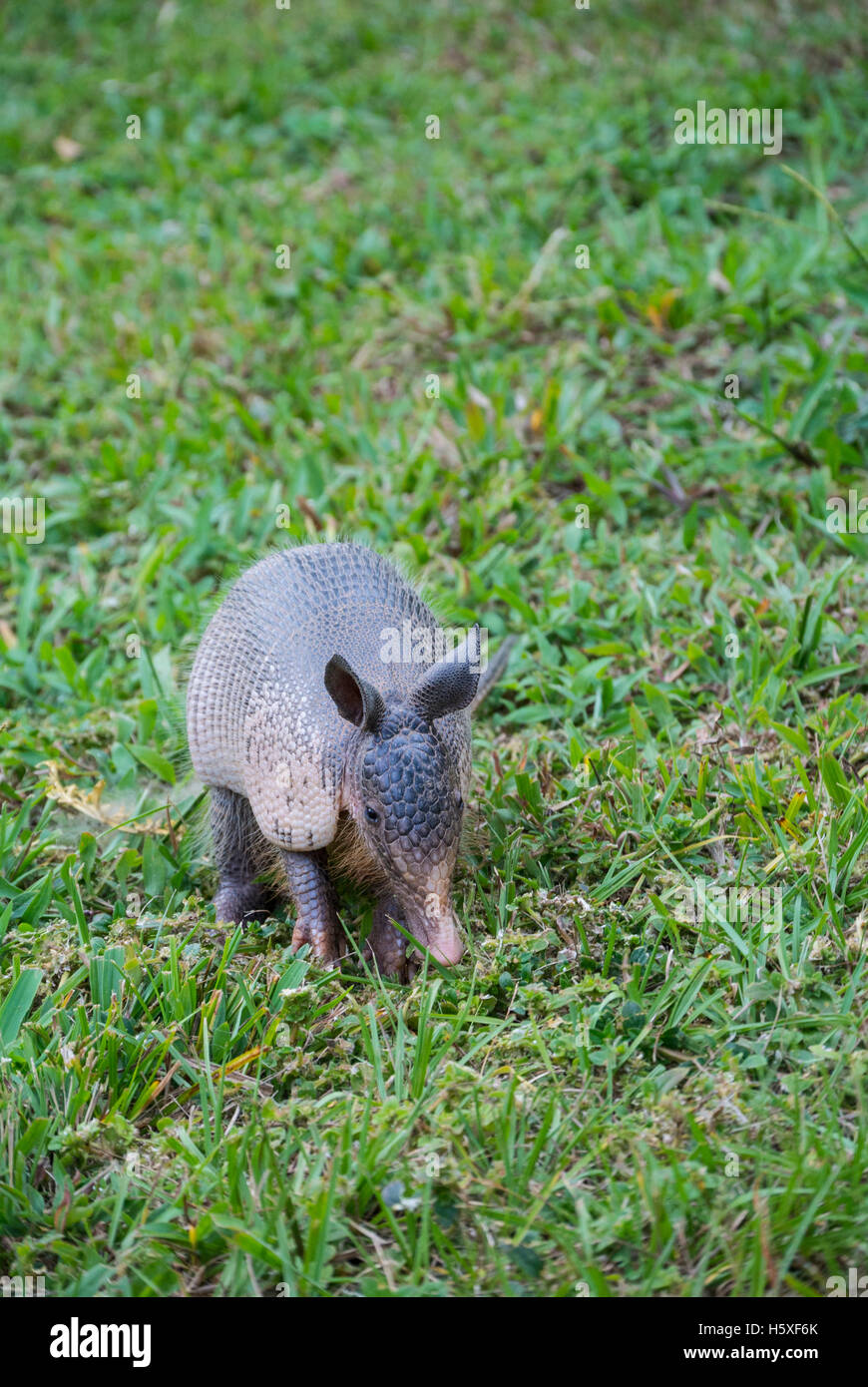 Armadillo, corcovado national park, costa rica Stock Photo - Alamy
