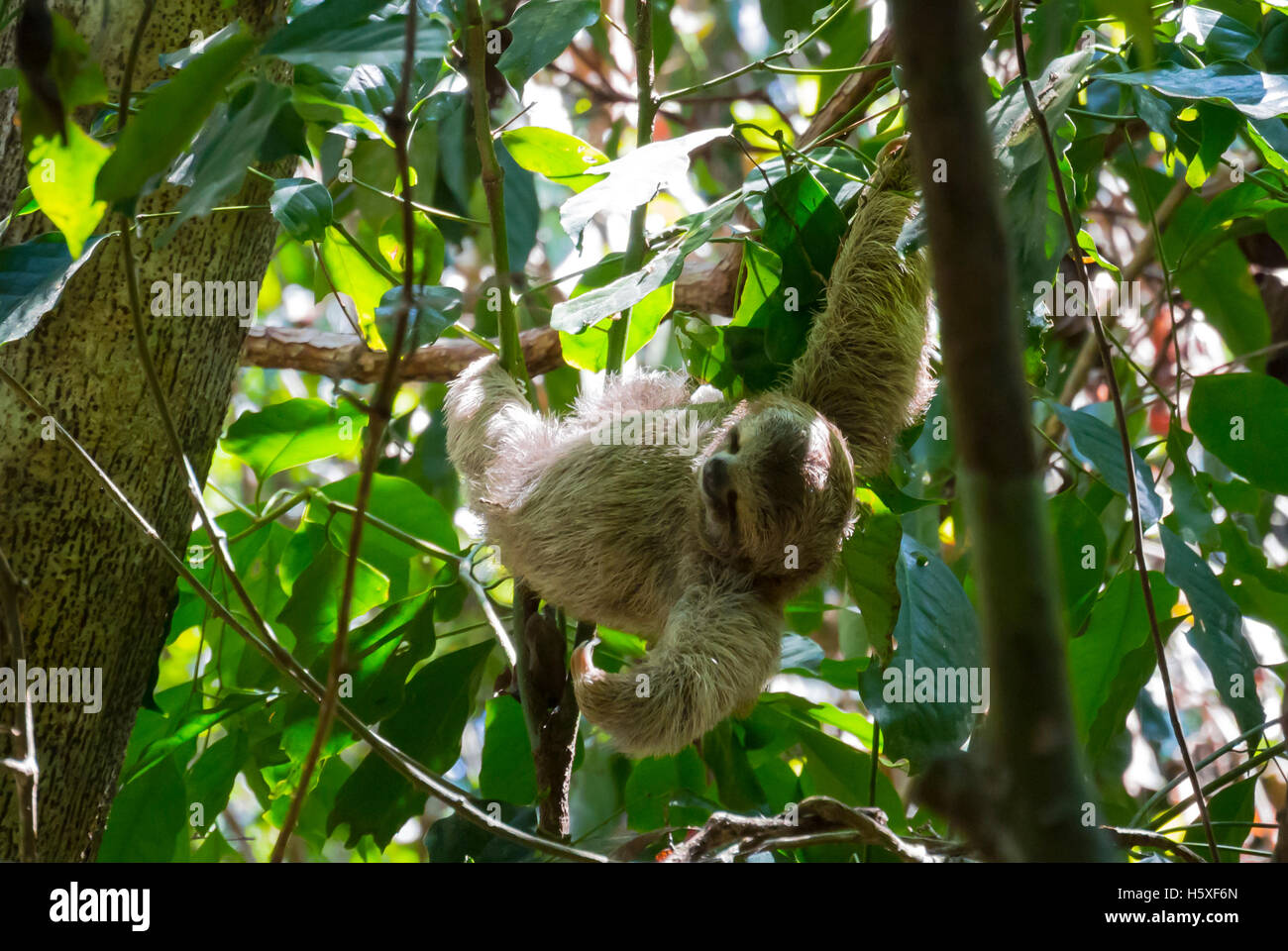 Three-toed Sloth Manuel Antonio National Park Costa Rica Central ...