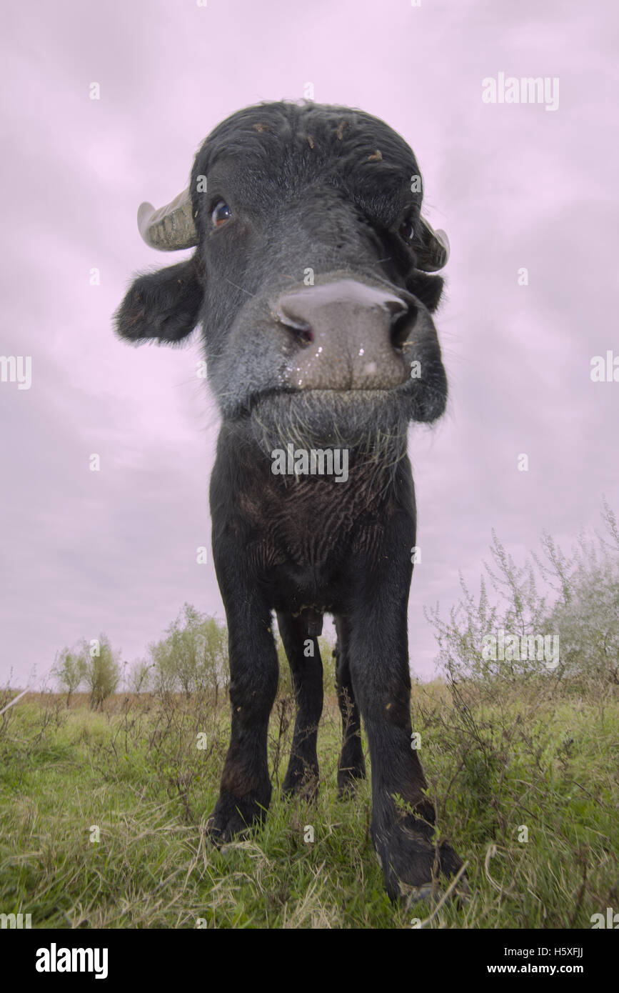 Buffalo breeding hi-res stock photography and images - Alamy