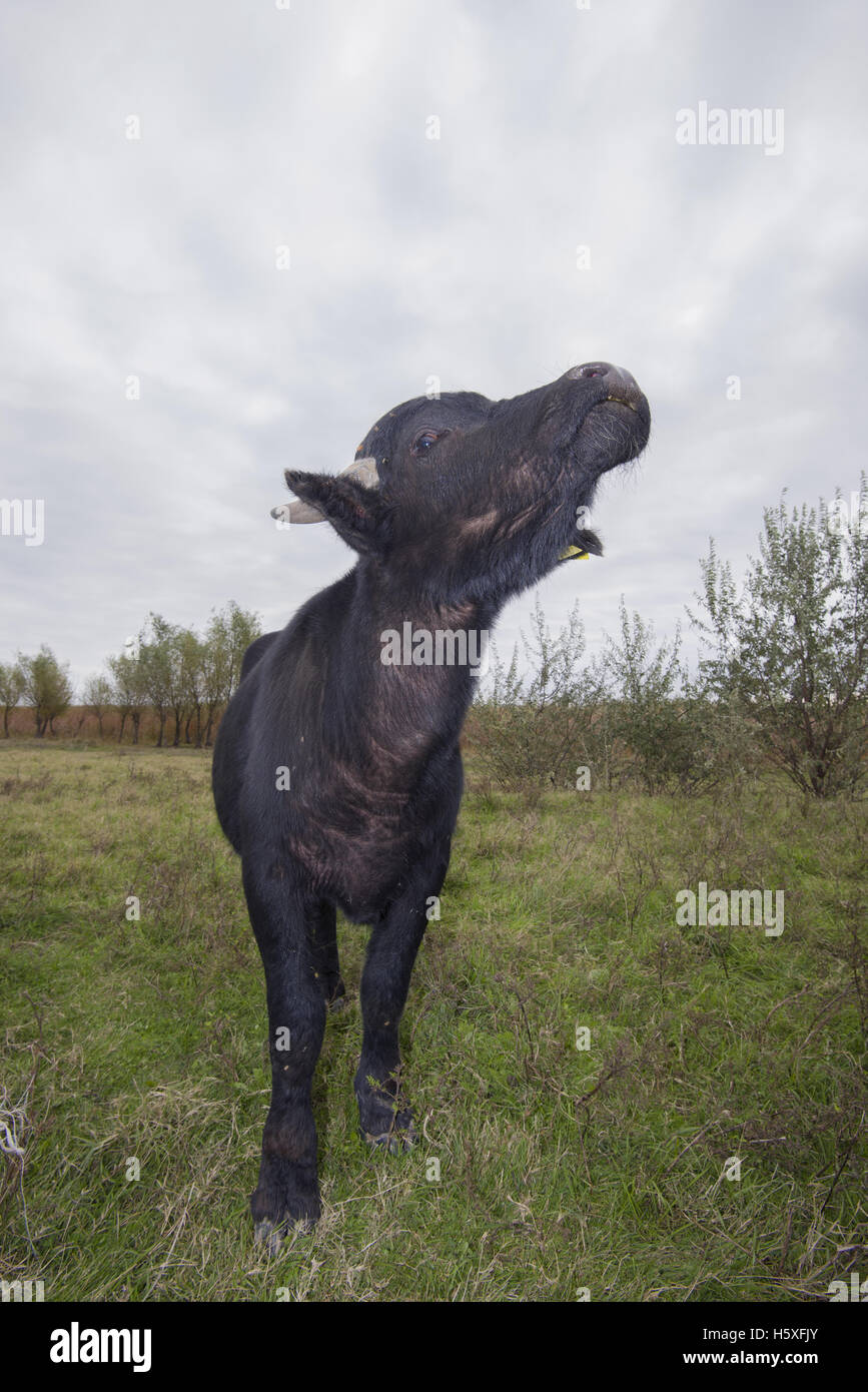 Carpathian water buffalo - this subspecies European Wild Water Buffalo ...