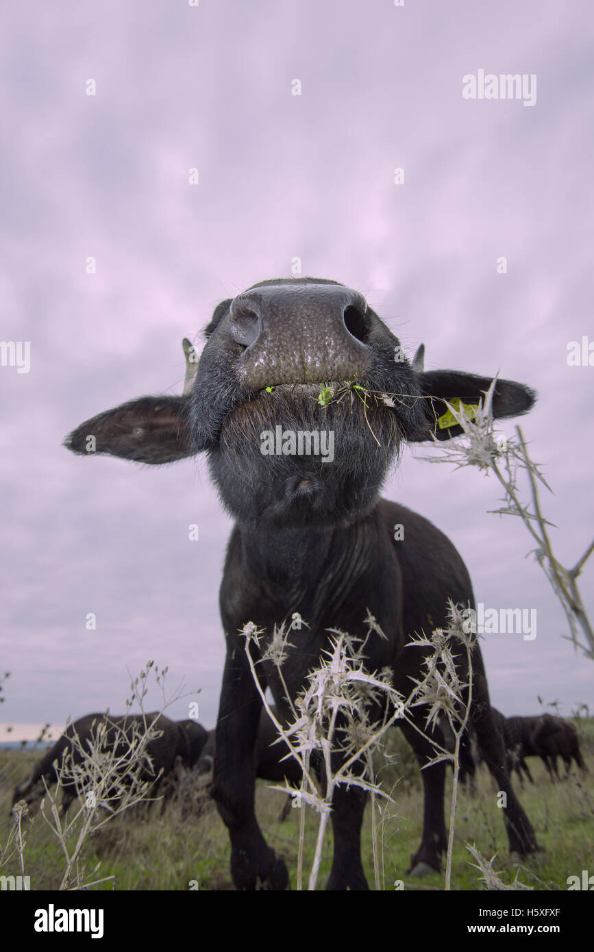 Carpathian water buffalo - this subspecies European Wild Water Buffalo ...