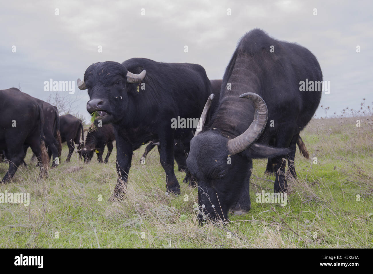herd of Carpathian water buffalo - this subspecies European Wild Water ...