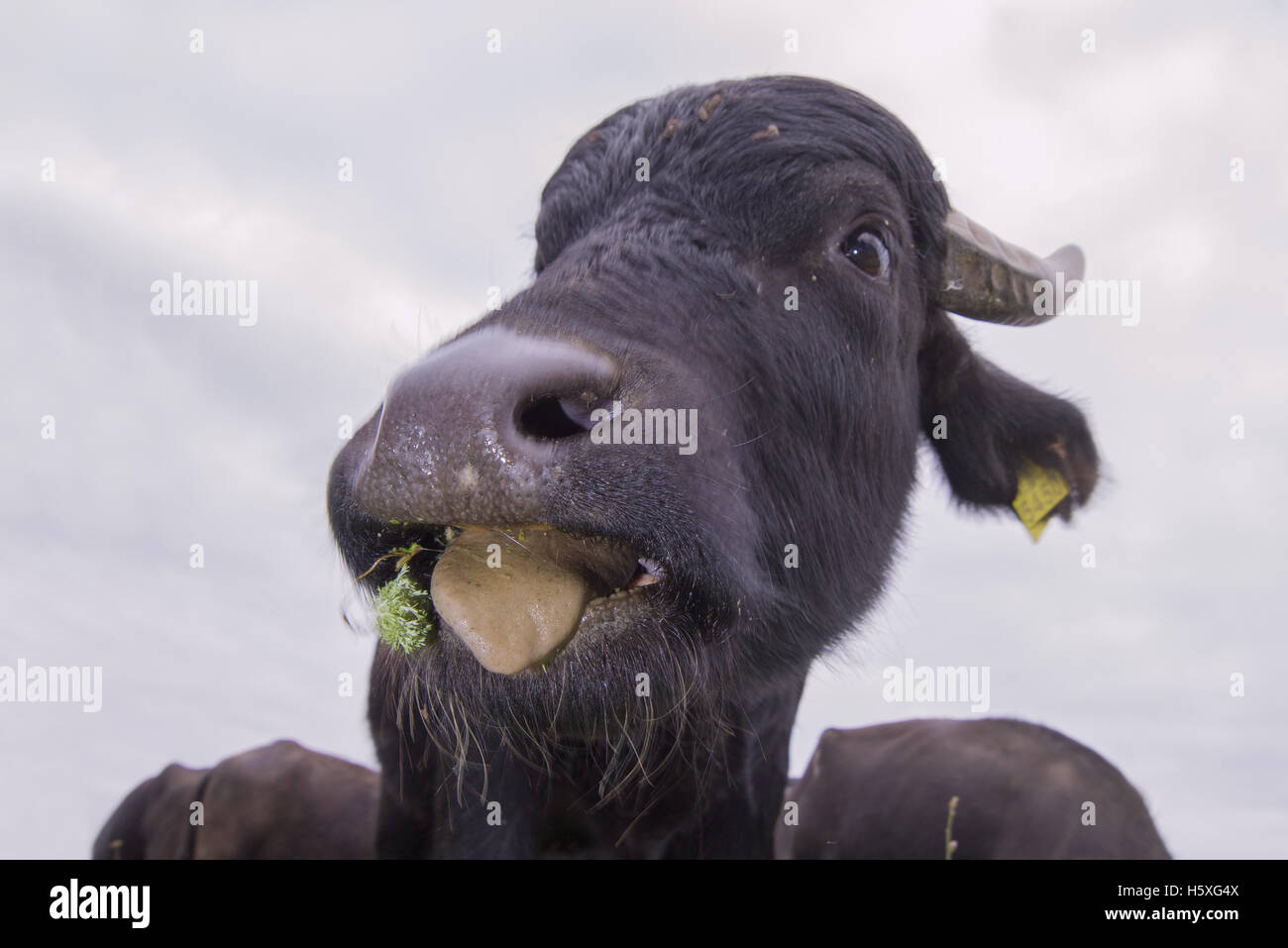 Carpathian water buffalo - this subspecies European Wild Water Buffalo ...