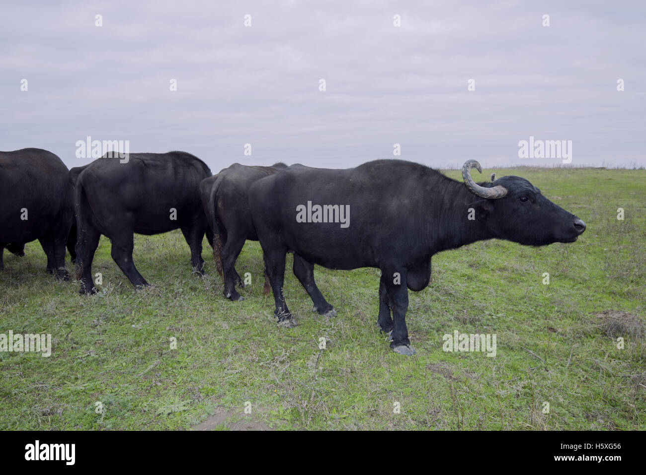 herd of Carpathian water buffalo - this subspecies European Wild Water ...