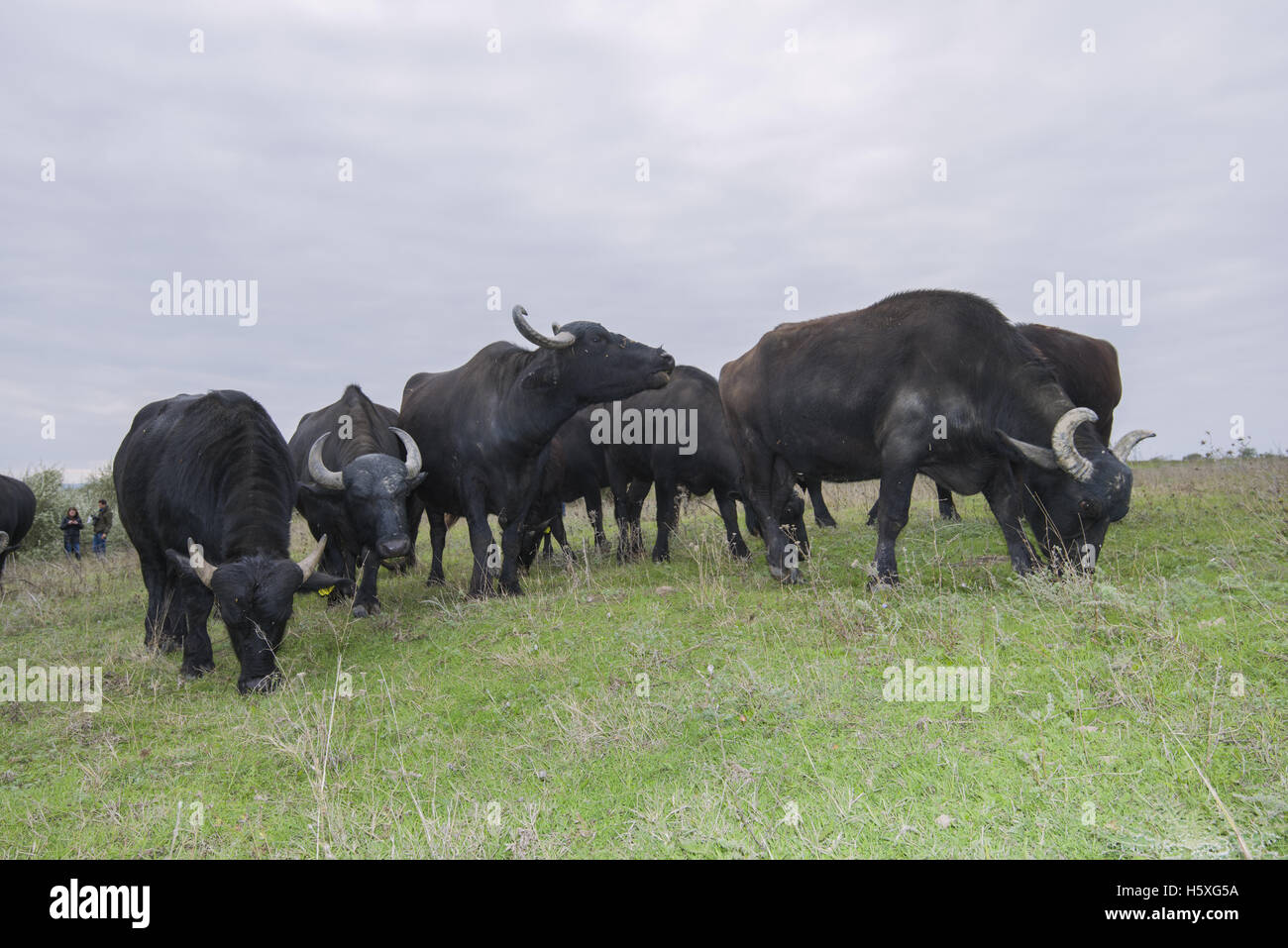 herd of Carpathian water buffalo - this subspecies European Wild Water ...