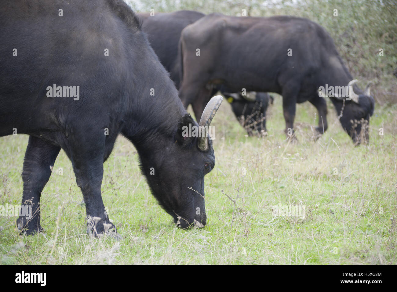 Carpathian water buffalo - this subspecies European Wild Water Buffalo ...