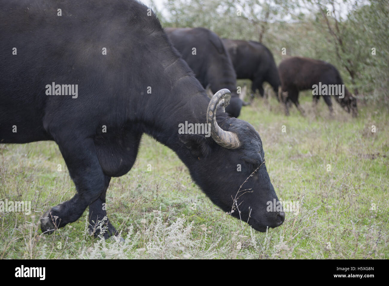 Carpathian water buffalo - this subspecies European Wild Water Buffalo ...