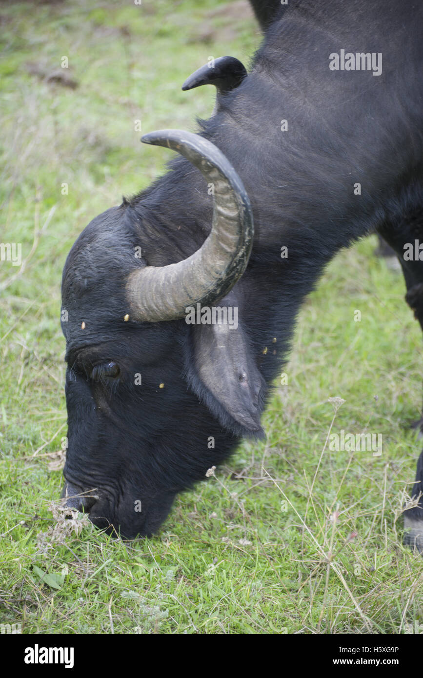 Carpathian water buffalo - this subspecies European Wild Water Buffalo ...
