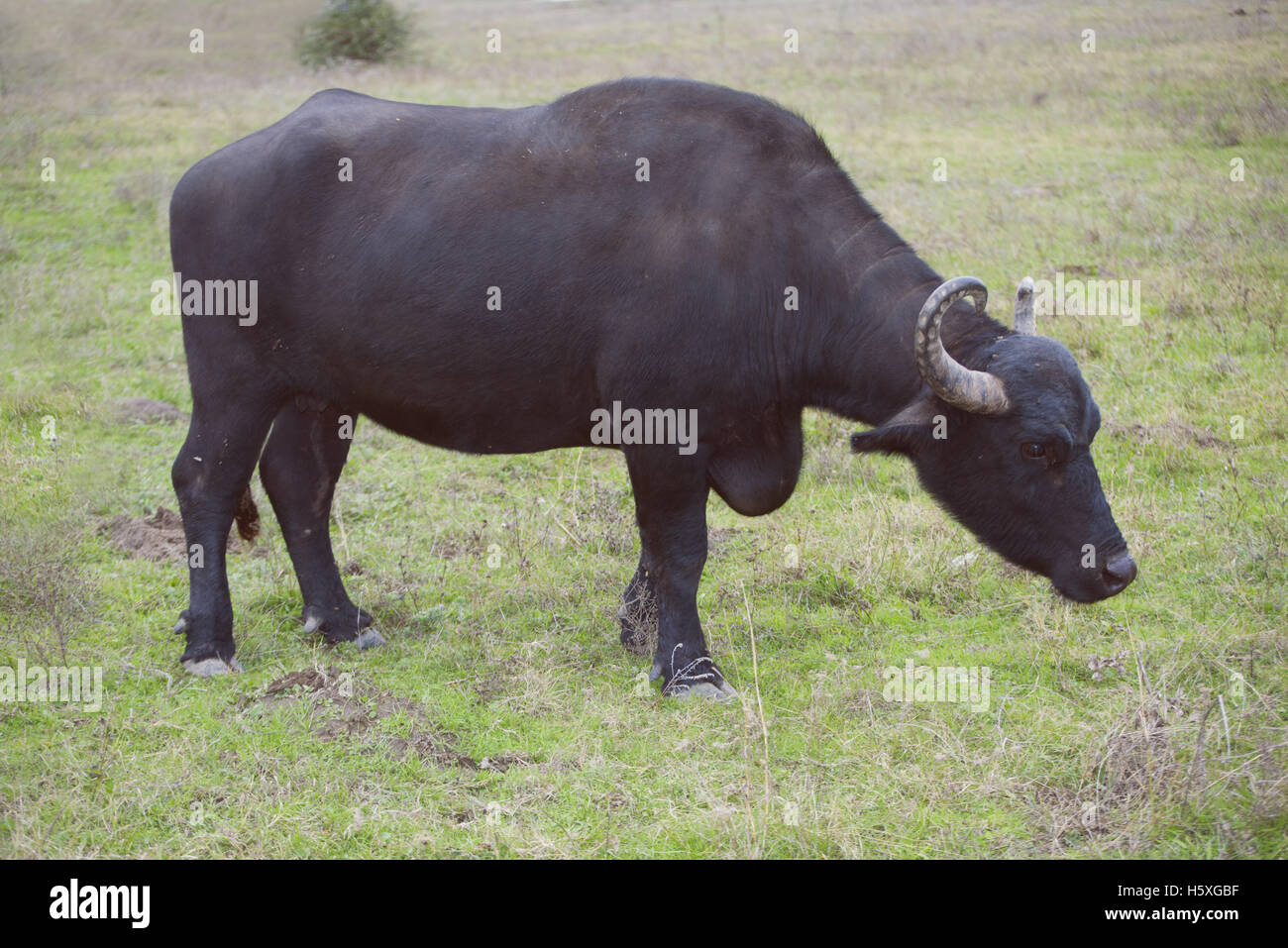 Carpathian water buffalo - this subspecies European Wild Water Buffalo ...
