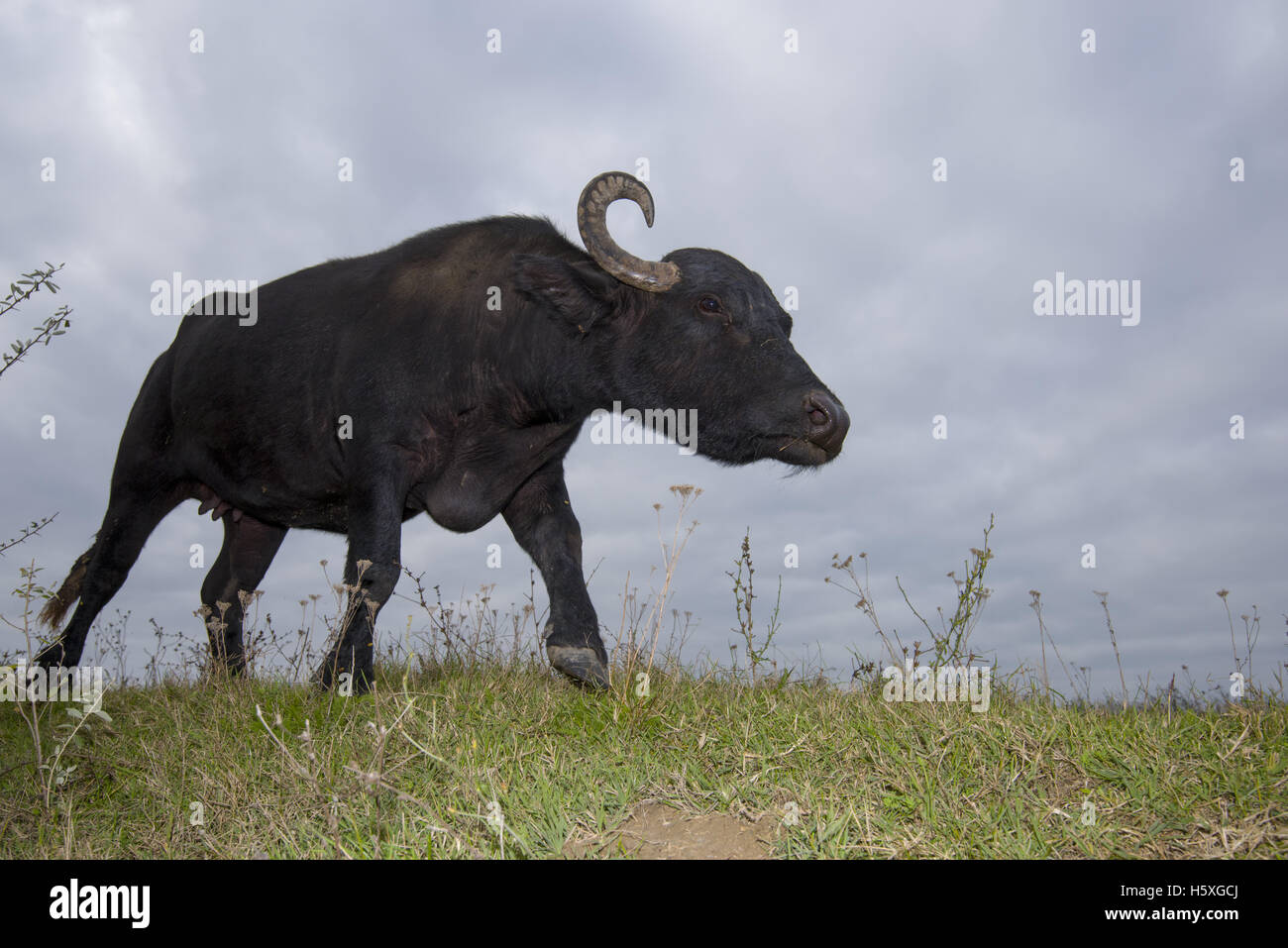 Carpathian water buffalo - this subspecies European Wild Water Buffalo ...