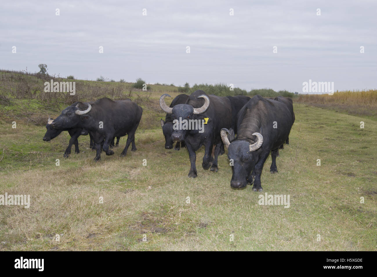herd of Carpathian water buffalo - this subspecies European Wild Water ...