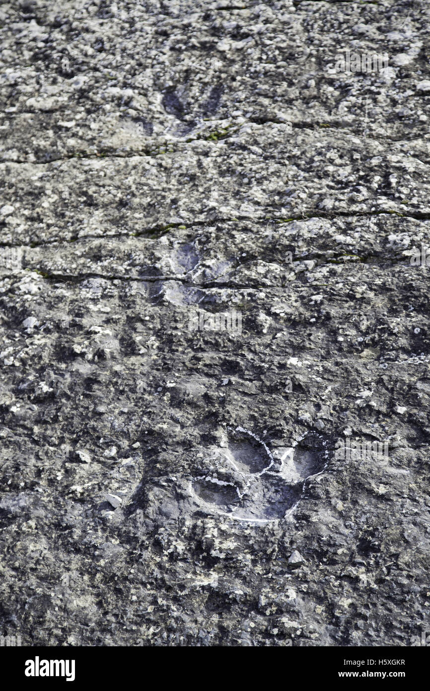 Dinosaur fossil footprints, detail of ancient prehistoric animal tracks ...