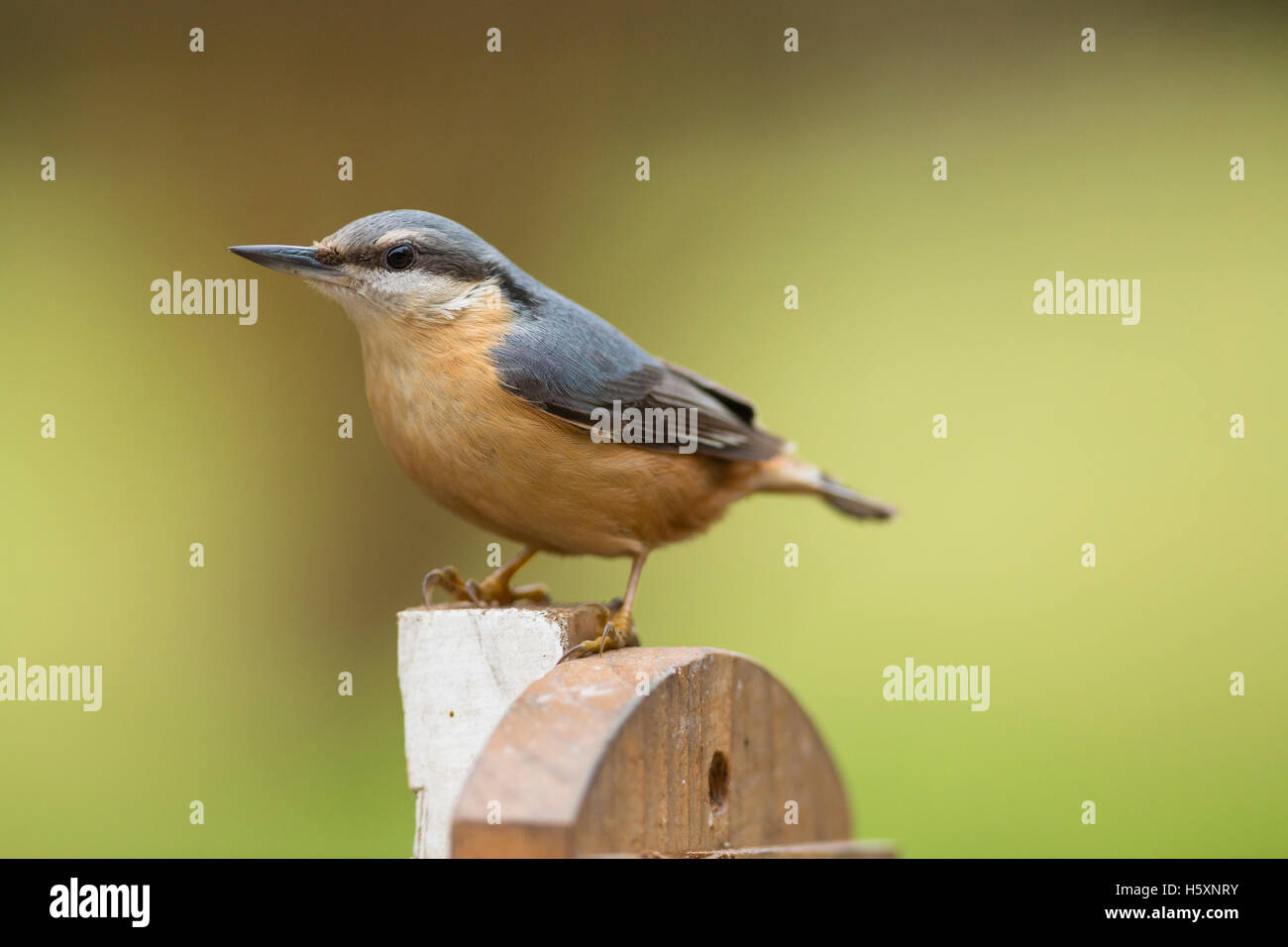 nuthatch isolated background Stock Photo - Alamy