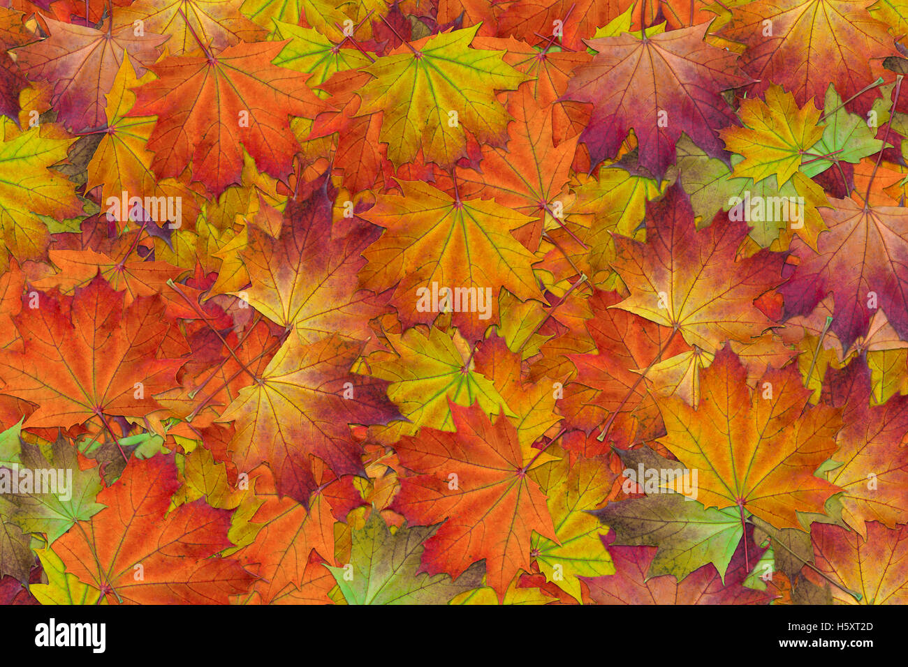 autumnal colors - autumnal leaves Stock Photo - Alamy