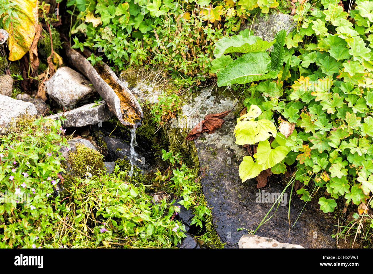 Natural spring icy water flowing fountain of wood out of the rocks in ...